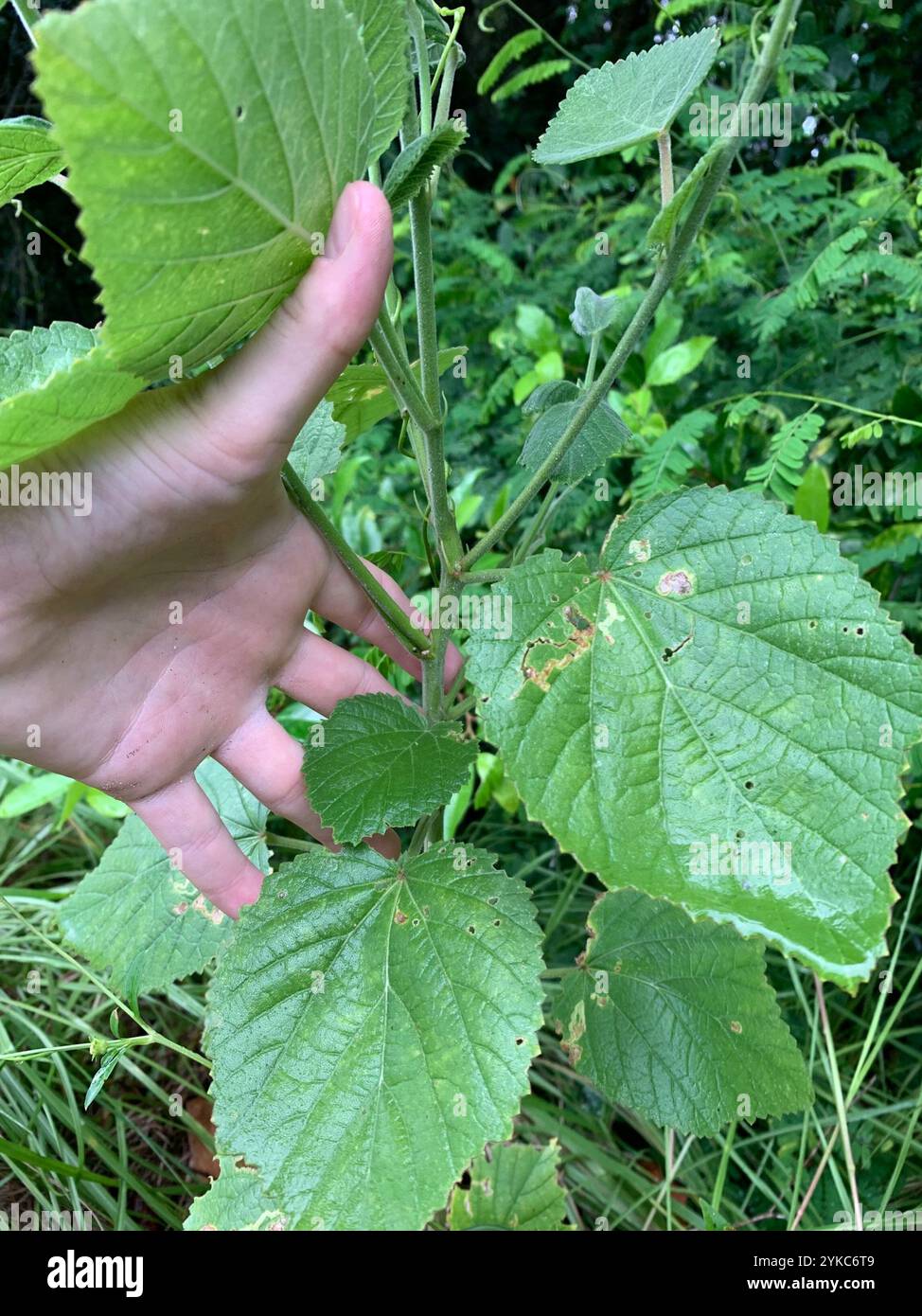 flannel weed (Sida cordifolia Stock Photo - Alamy