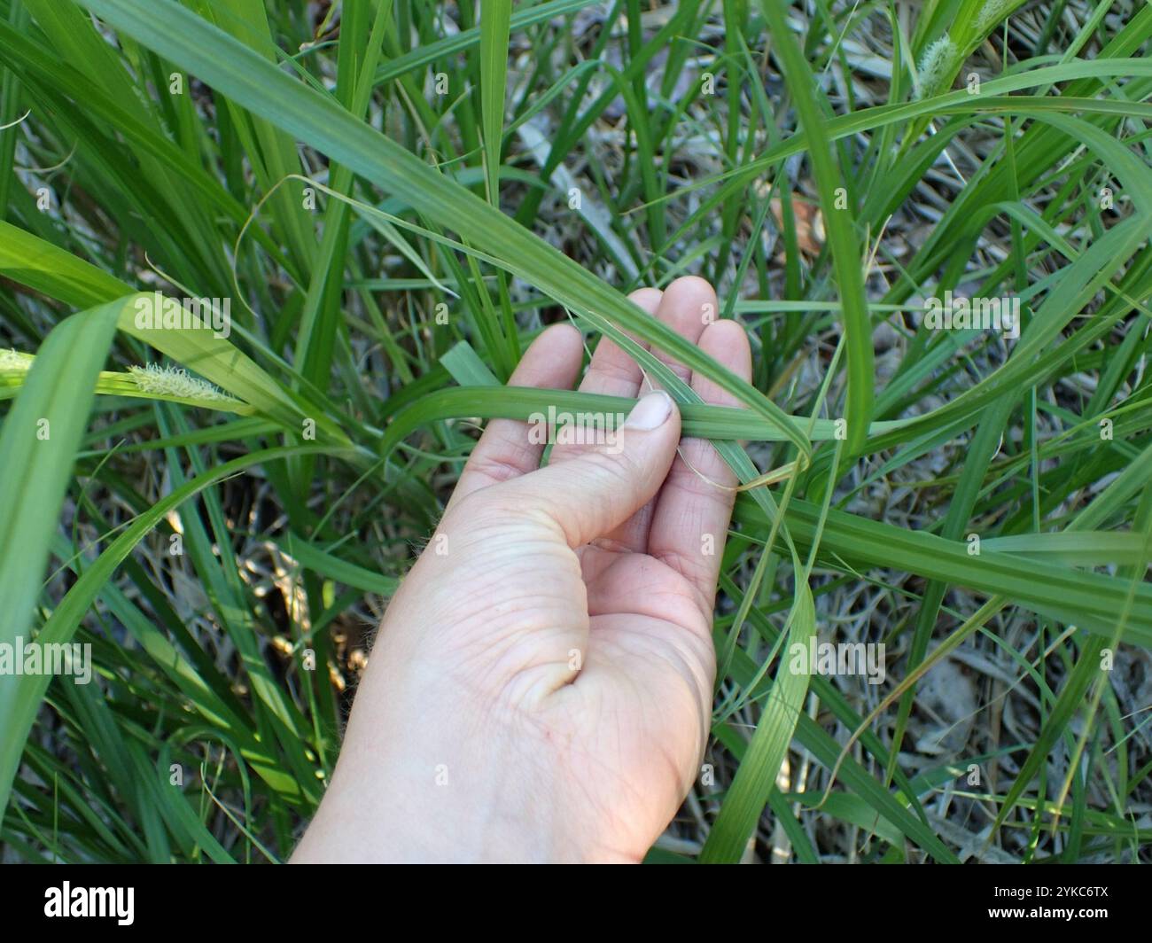 true sedges (Carex Stock Photo - Alamy