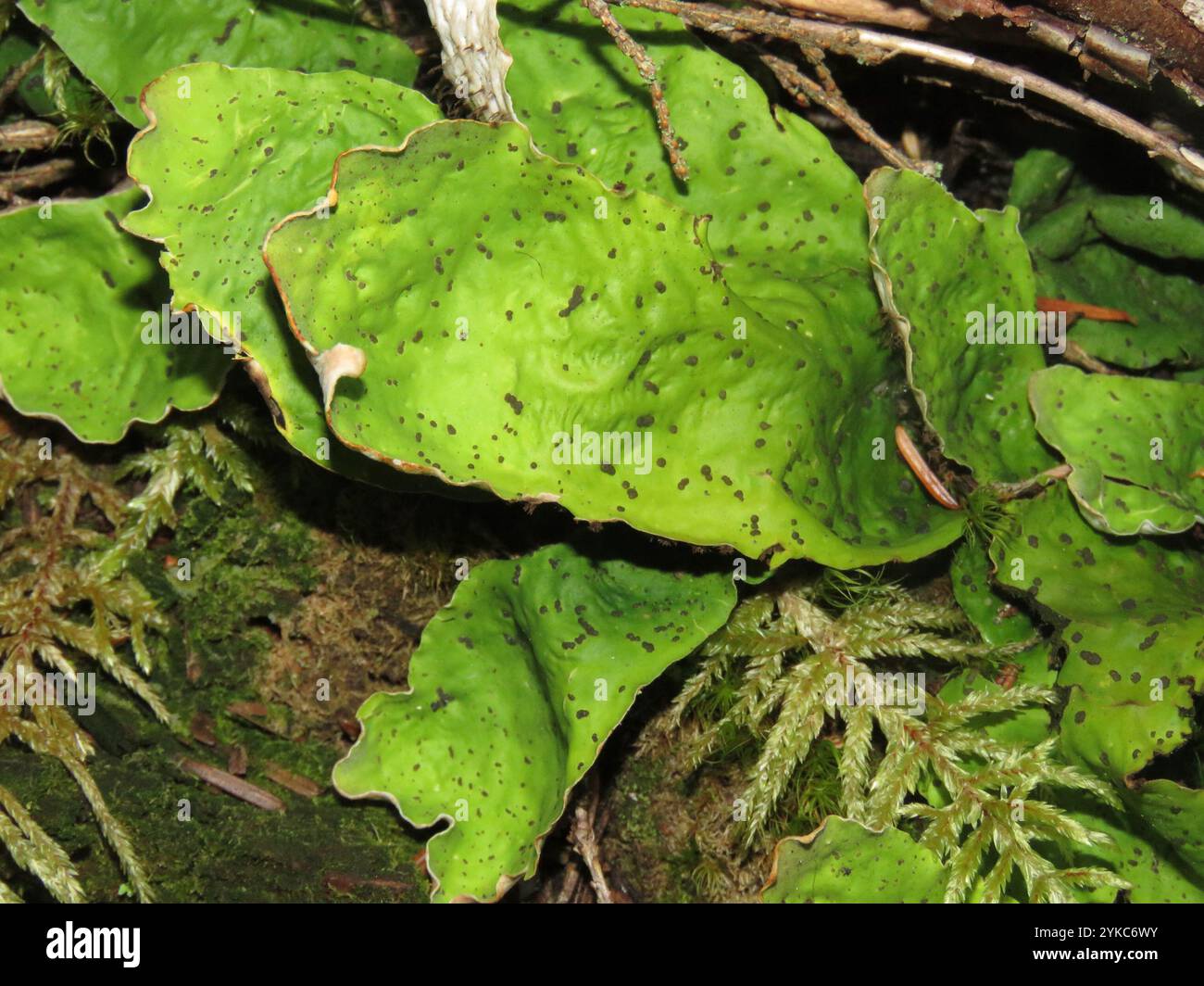 freckled pelt lichen (Peltigera aphthosa Stock Photo - Alamy