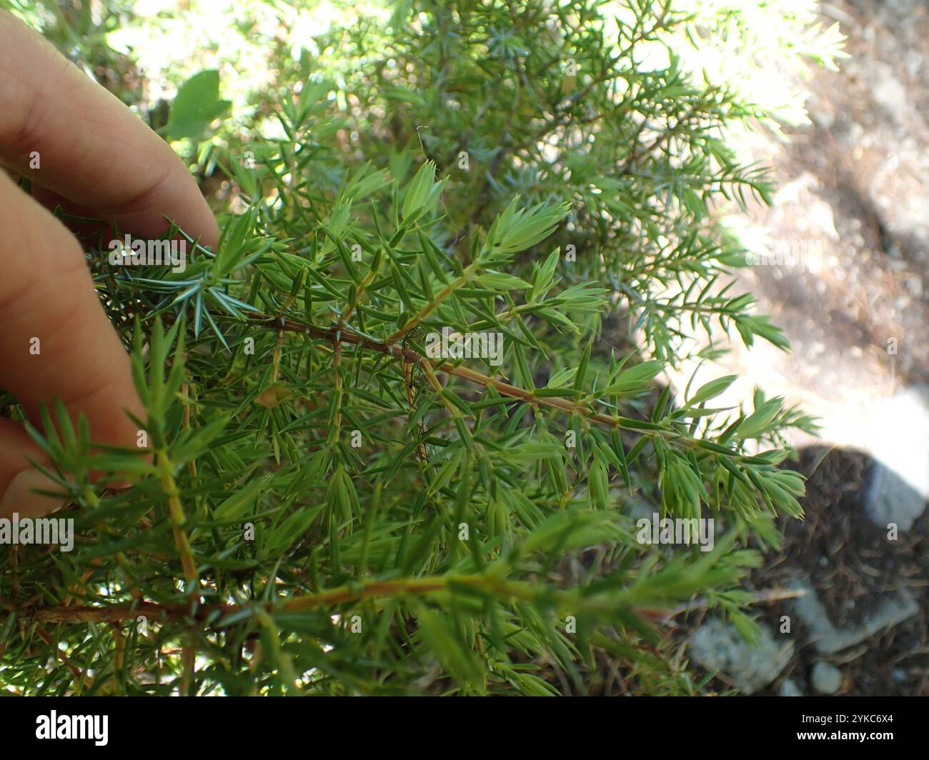 common juniper (Juniperus communis Stock Photo - Alamy