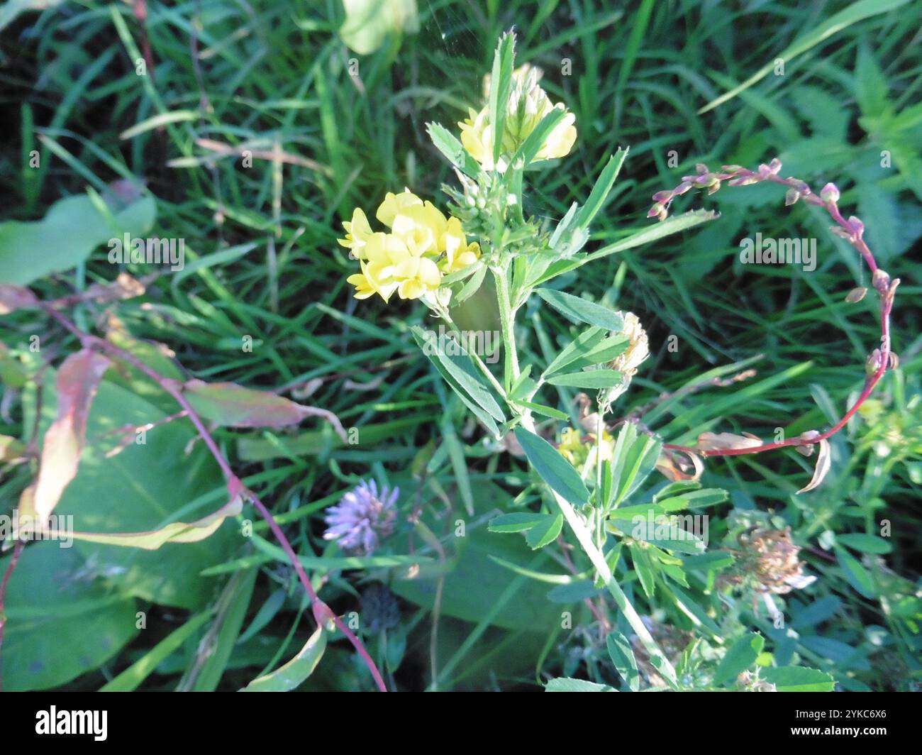 sickle alfalfa (Medicago falcata Stock Photo - Alamy