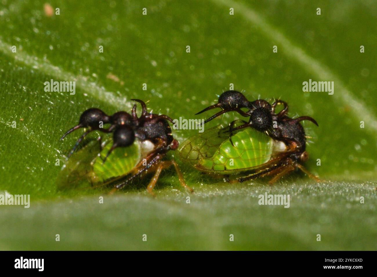Ant mimicking treehopper hi-res stock photography and images - Alamy