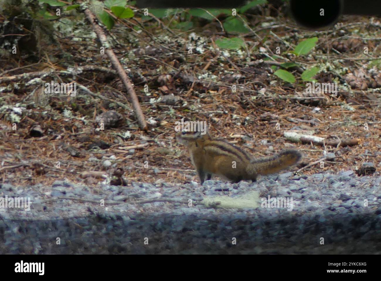 Townsend's Chipmunk (Neotamias townsendii Stock Photo - Alamy