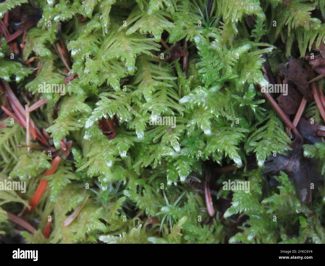 Ostrich-plume Moss (Ptilium crista-castrensis Stock Photo - Alamy