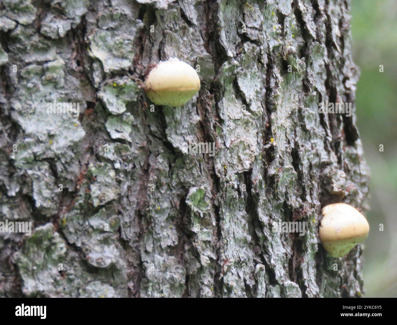 Cryptoporus hi-res stock photography and images - Alamy