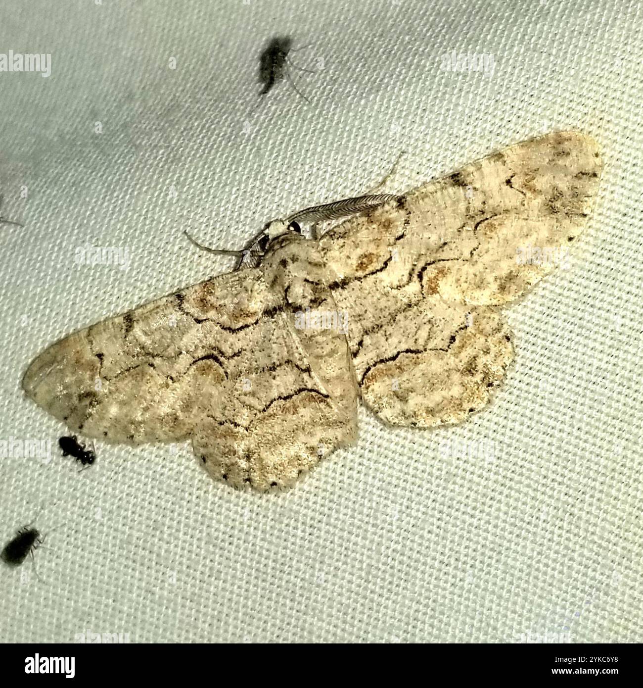 Brown-shaded Gray (Iridopsis defectaria Stock Photo - Alamy