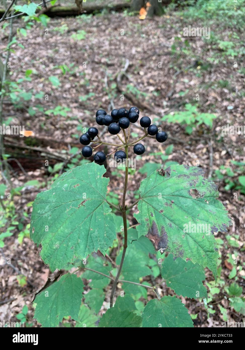 mapleleaf viburnum (Viburnum acerifolium Stock Photo - Alamy