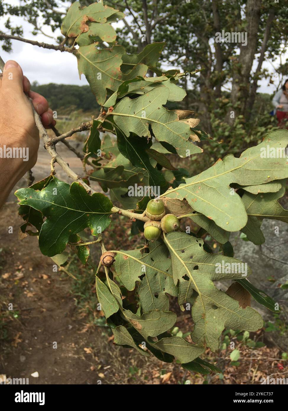post oak (Quercus stellata Stock Photo - Alamy