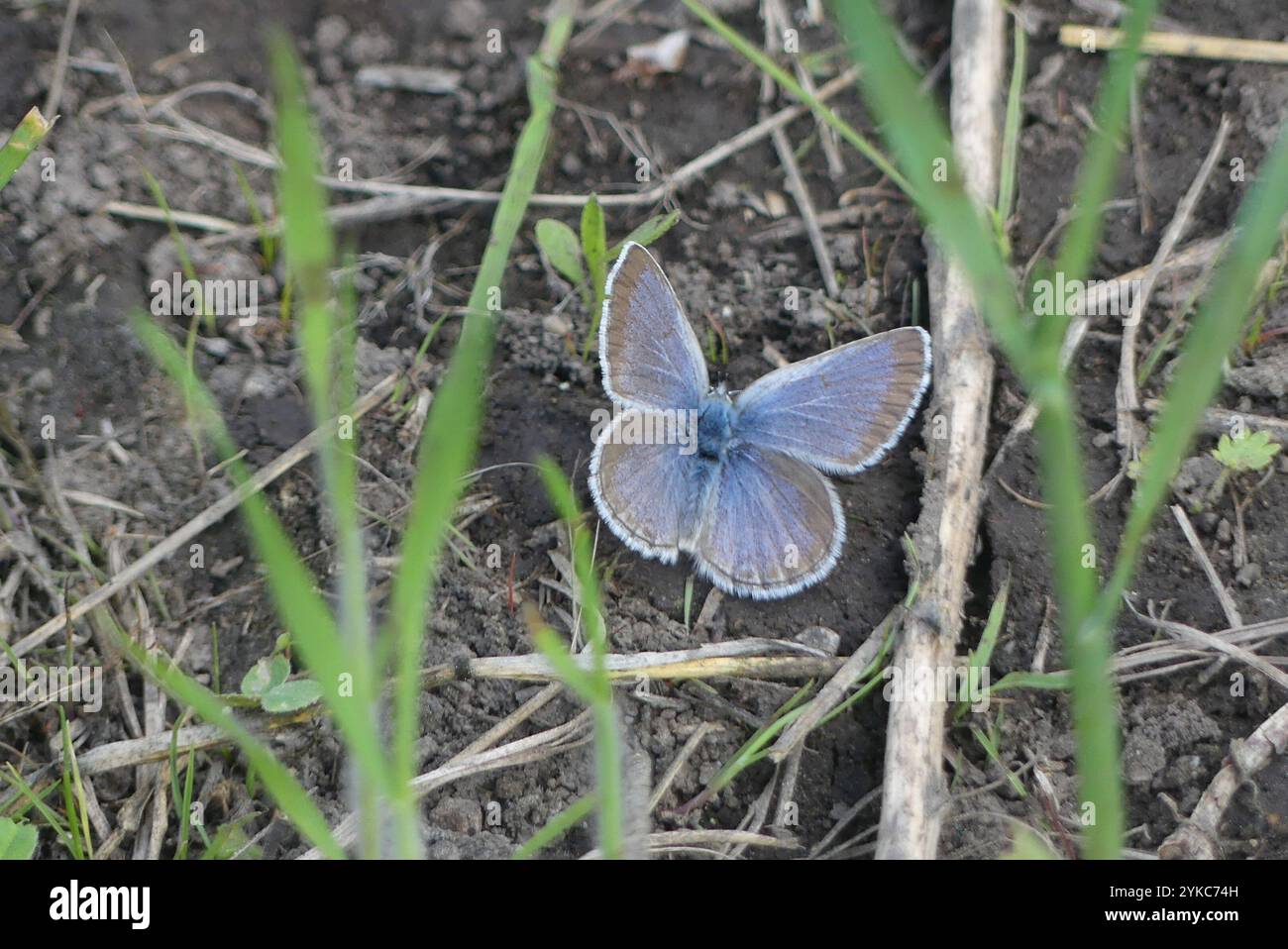 Boisduval's Blue (Icaricia icarioides Stock Photo - Alamy