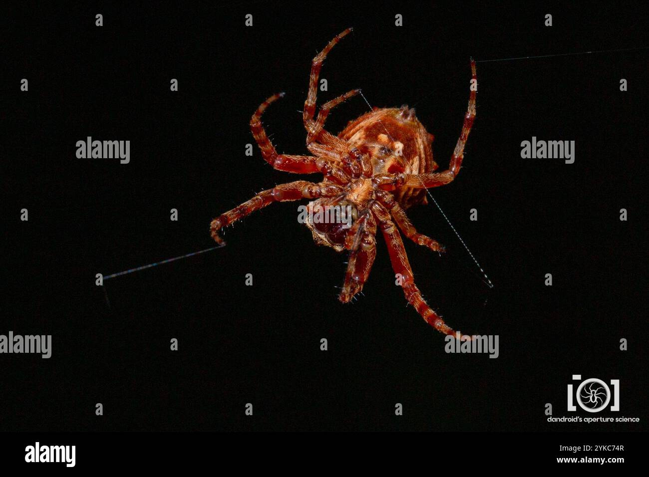 Star-bellied Orb-web Spiders (Acanthepeira Stock Photo - Alamy