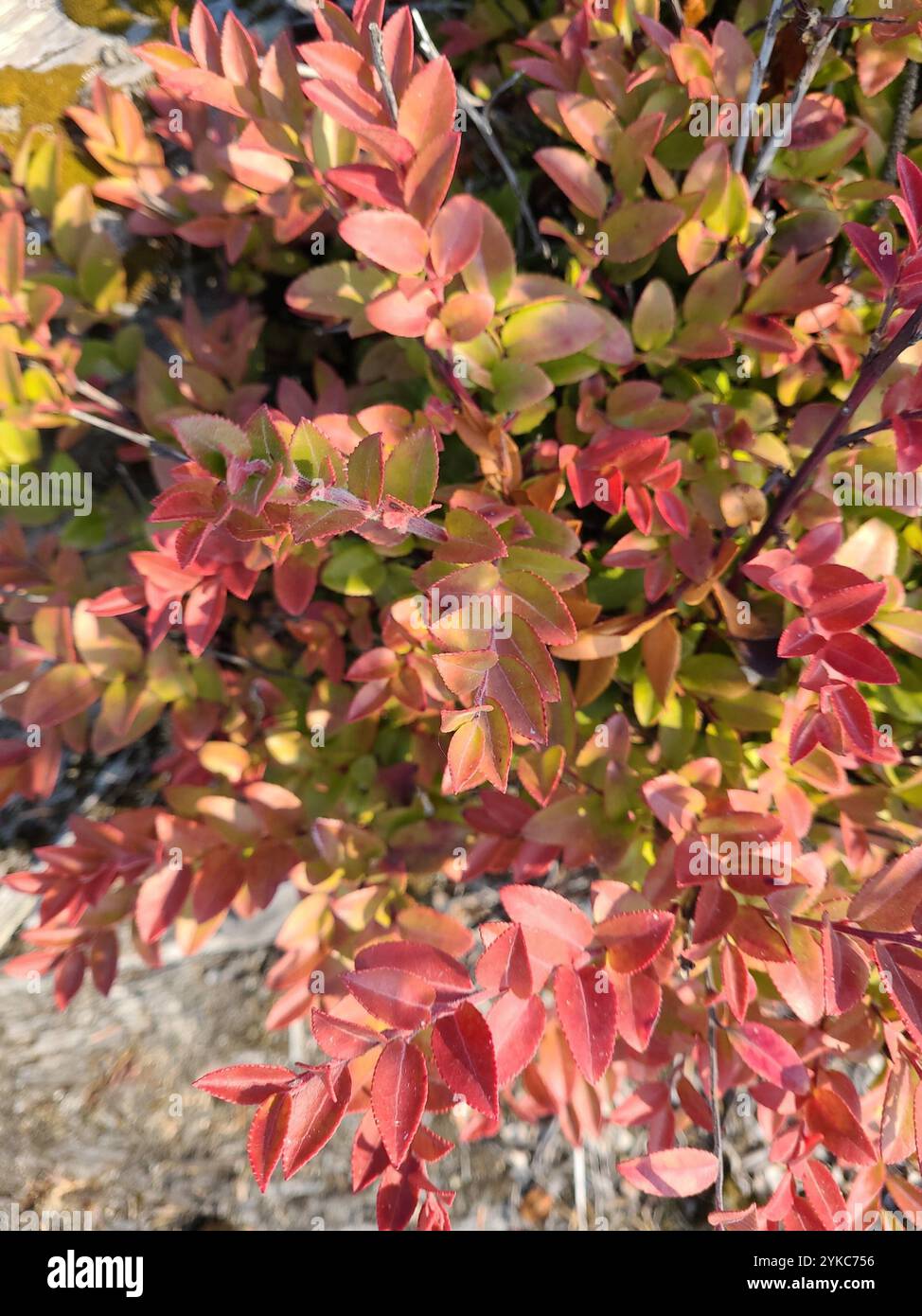Evergreen Huckleberry (Vaccinium ovatum Stock Photo - Alamy