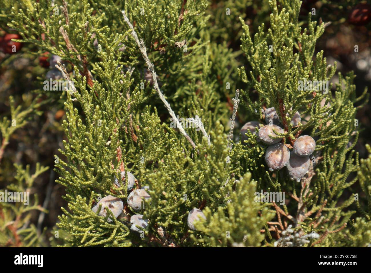 Mediterranean juniper (Juniperus turbinata Stock Photo - Alamy