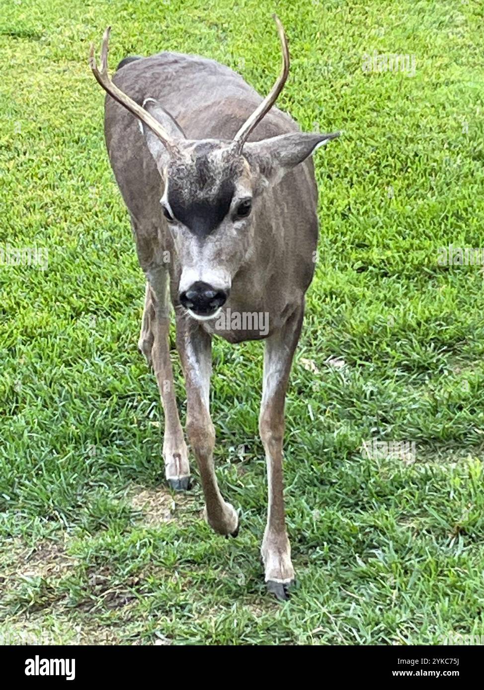 Columbian Black-tailed Deer (Odocoileus hemionus columbianus Stock ...