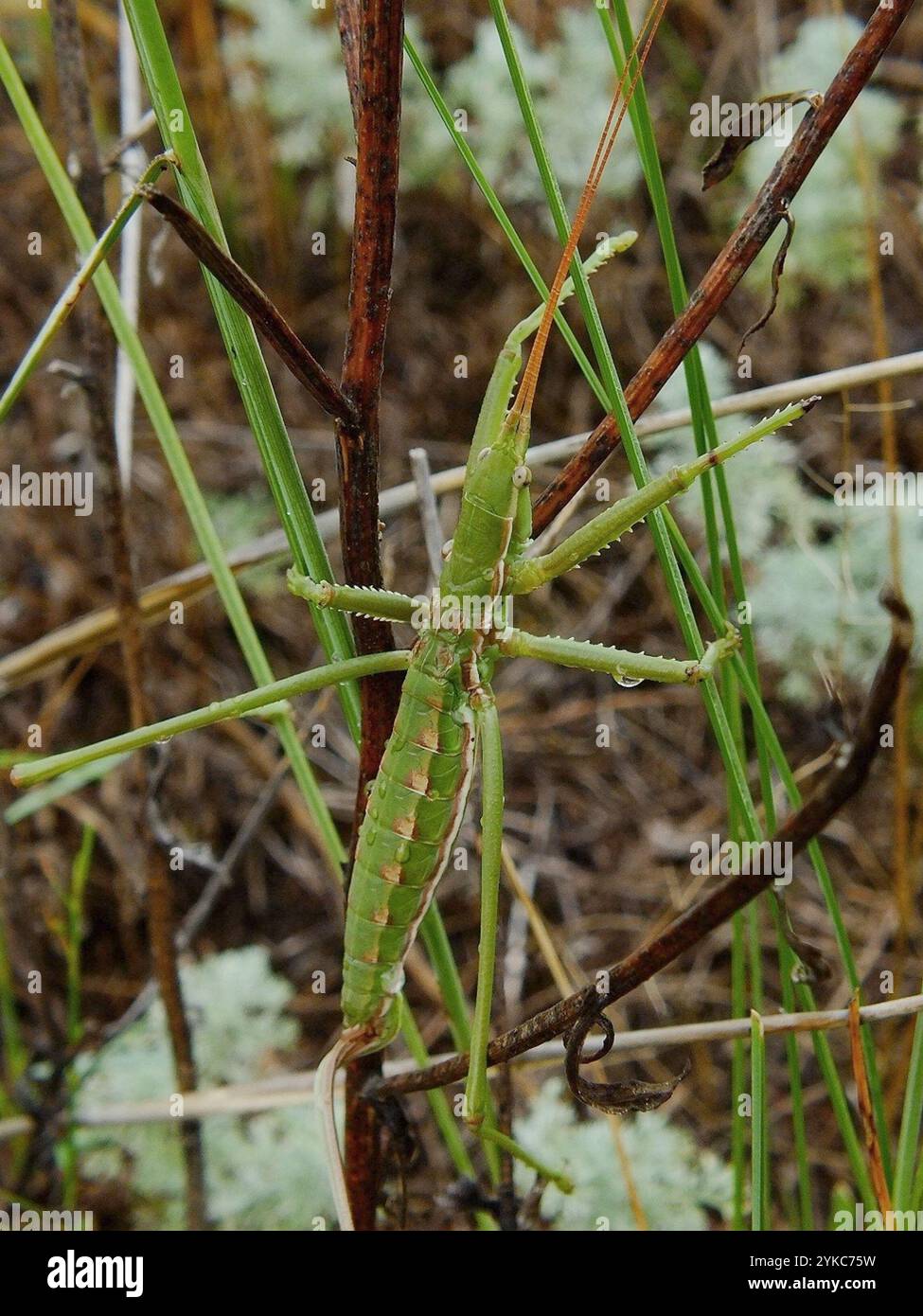 Predatory Bush-cricket (Saga pedo Stock Photo - Alamy