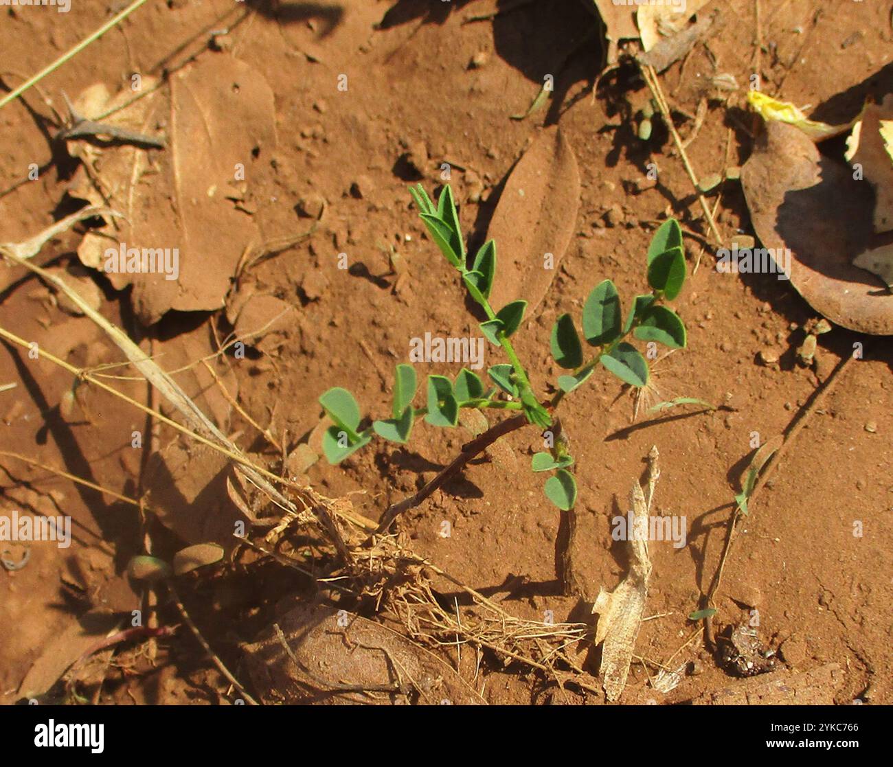 Sjambok hi-res stock photography and images - Alamy