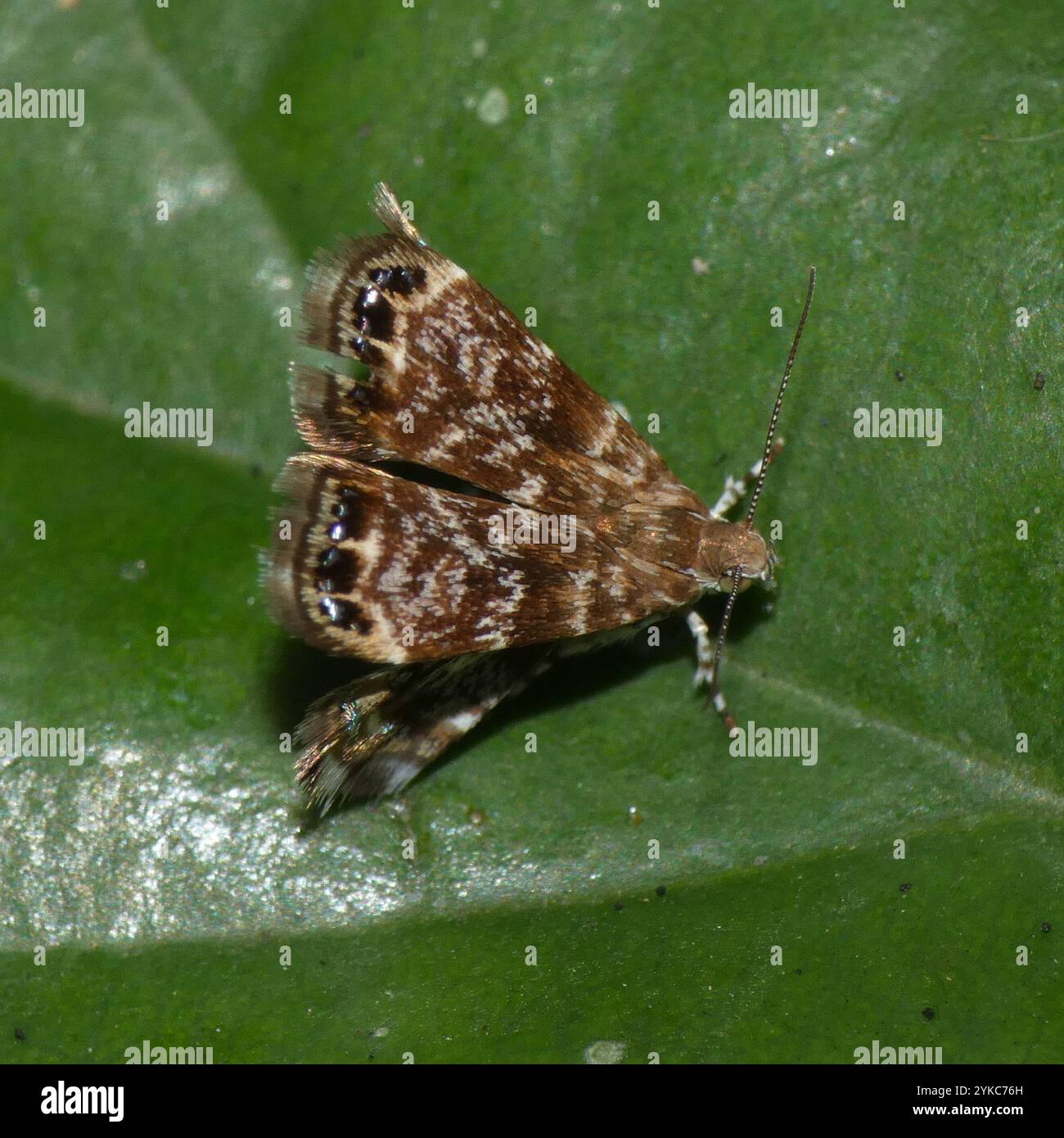 Peacock Moths (Brenthia Stock Photo - Alamy