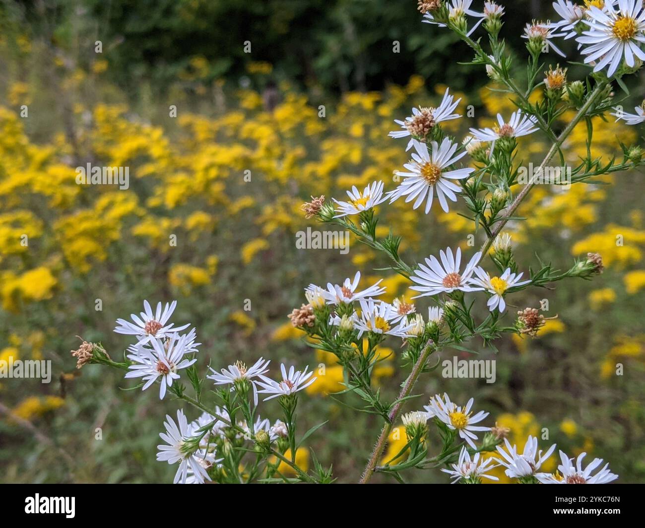hairy white oldfield aster (Symphyotrichum pilosum Stock Photo - Alamy