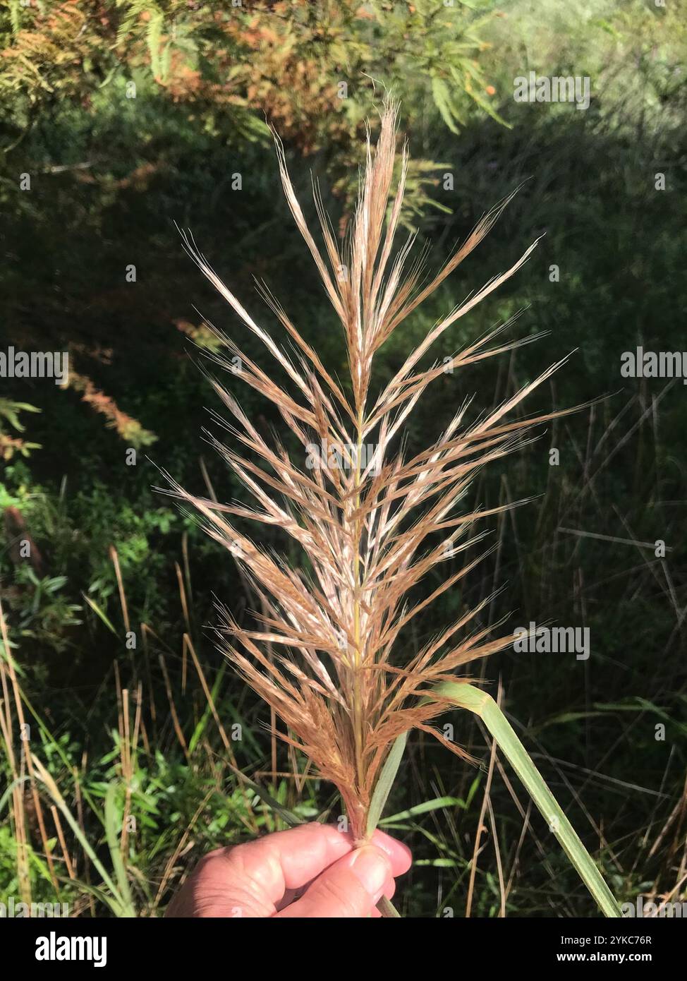 sugarcane plumegrass (Erianthus giganteus Stock Photo - Alamy