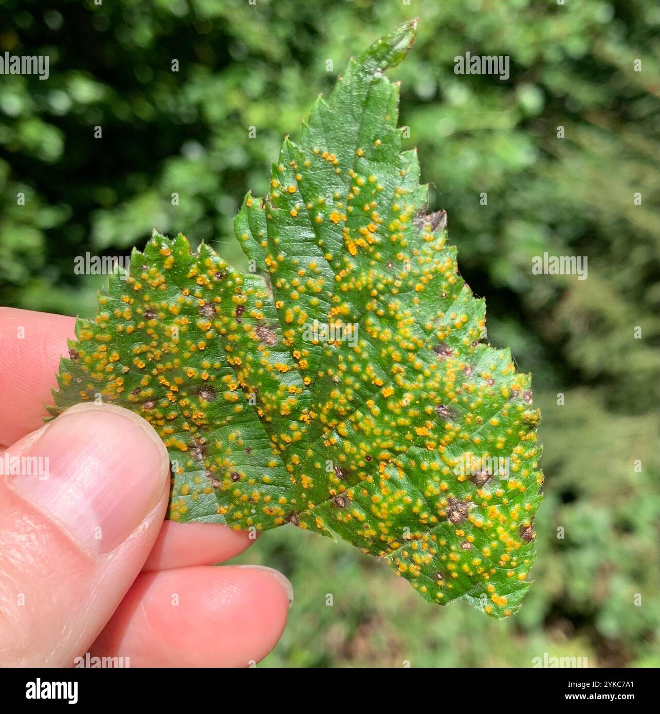 pale bramble rust (Kuehneola uredinis Stock Photo - Alamy