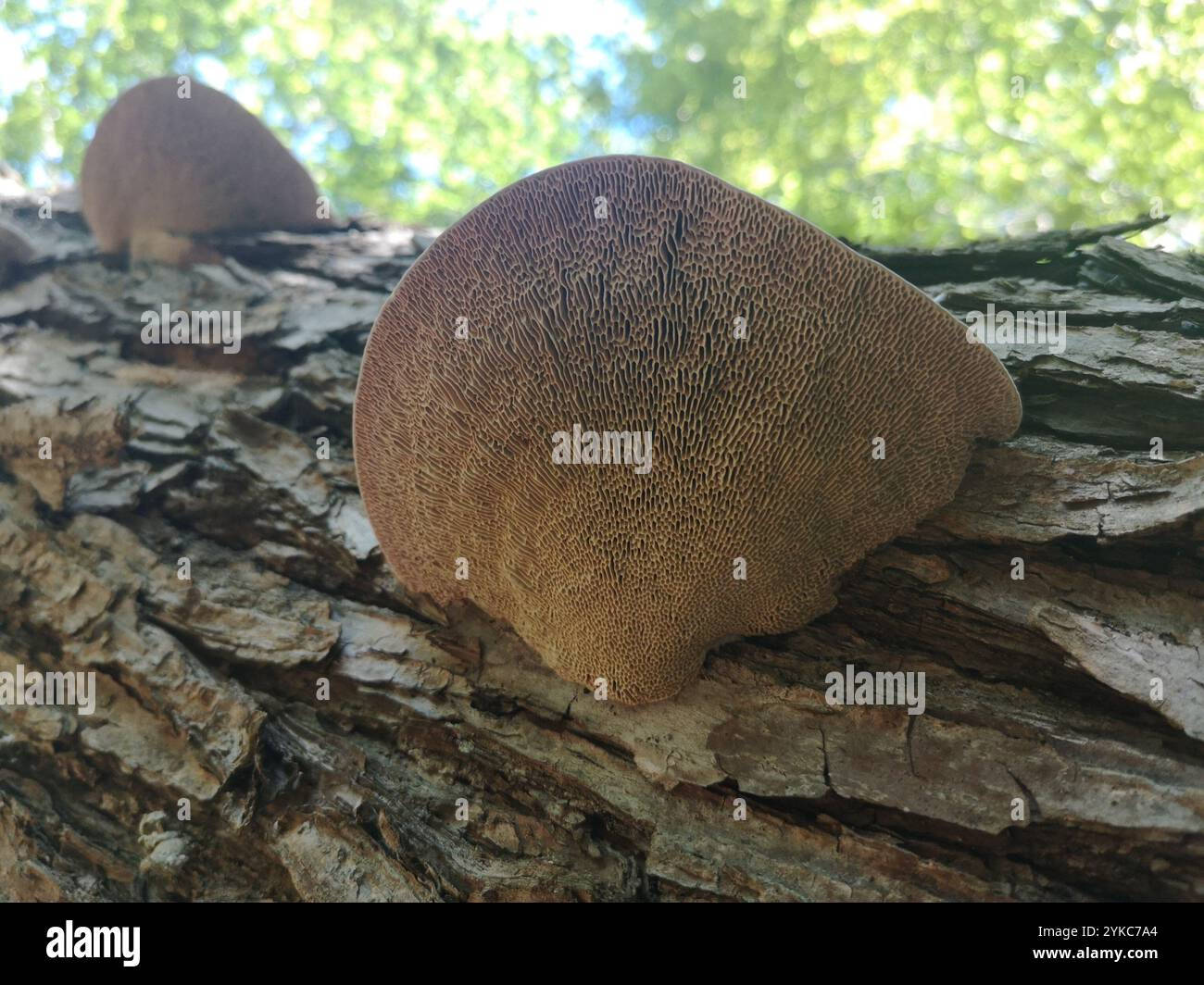 (Daedaleopsis confragosa confragosa Stock Photo - Alamy