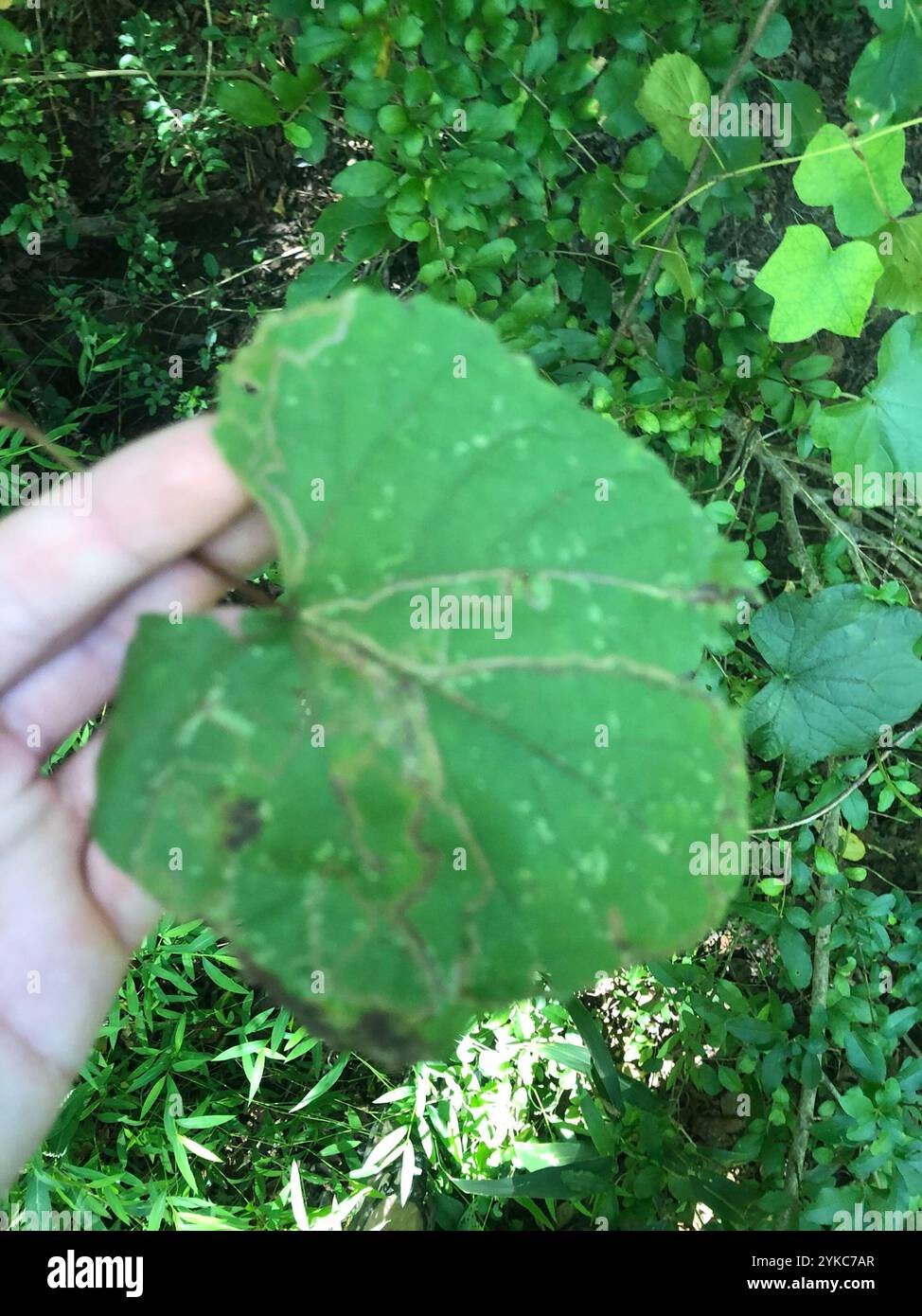 gray-barked grape (Vitis cinerea baileyana Stock Photo - Alamy