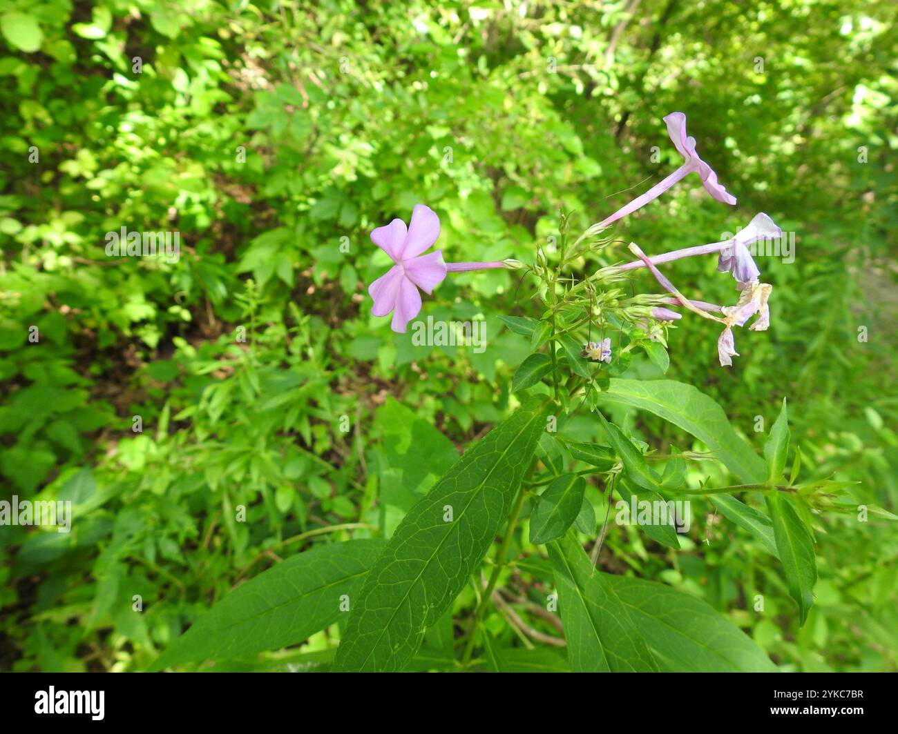 fall phlox (Phlox paniculata Stock Photo - Alamy