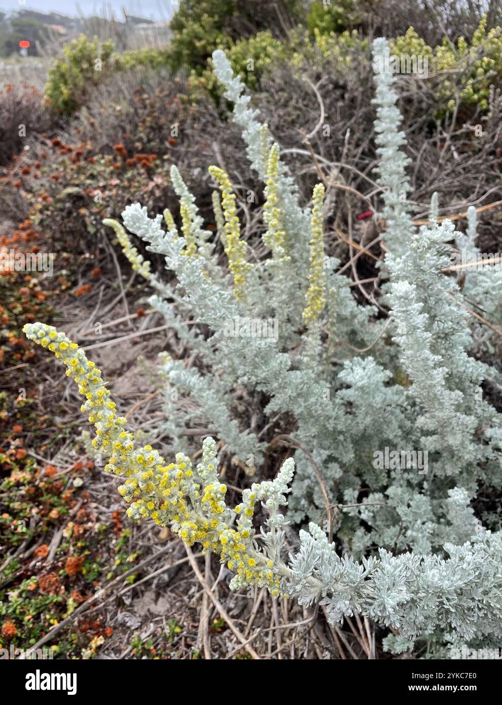 coastal sagewort (Artemisia pycnocephala Stock Photo - Alamy