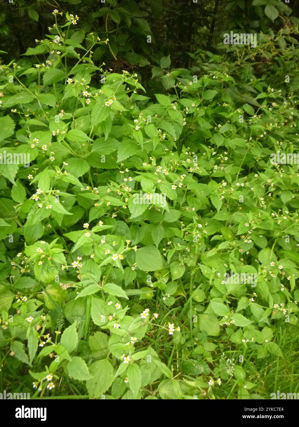 shaggy soldier (Galinsoga quadriradiata Stock Photo - Alamy