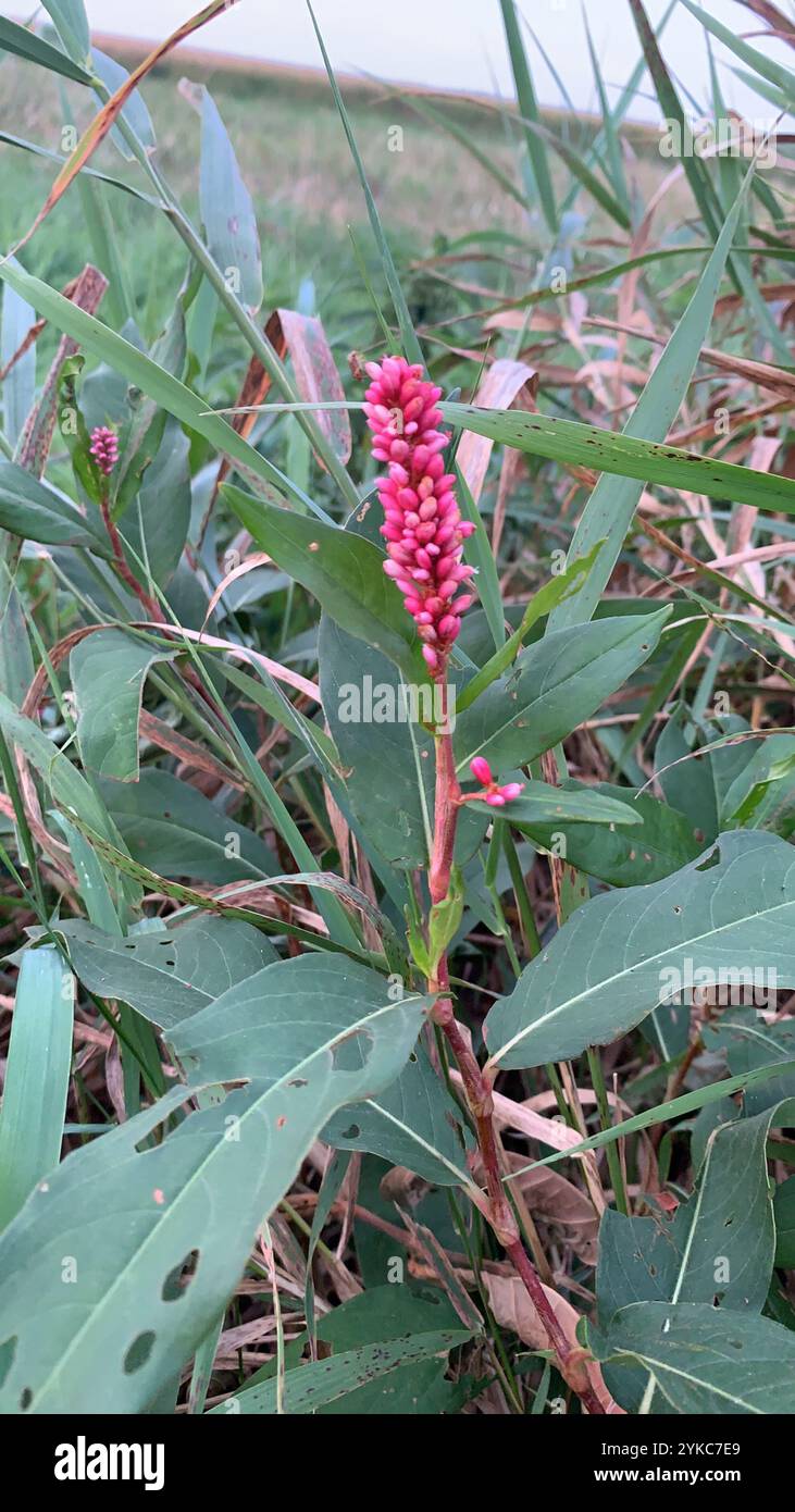 water smartweed (Persicaria amphibia Stock Photo - Alamy