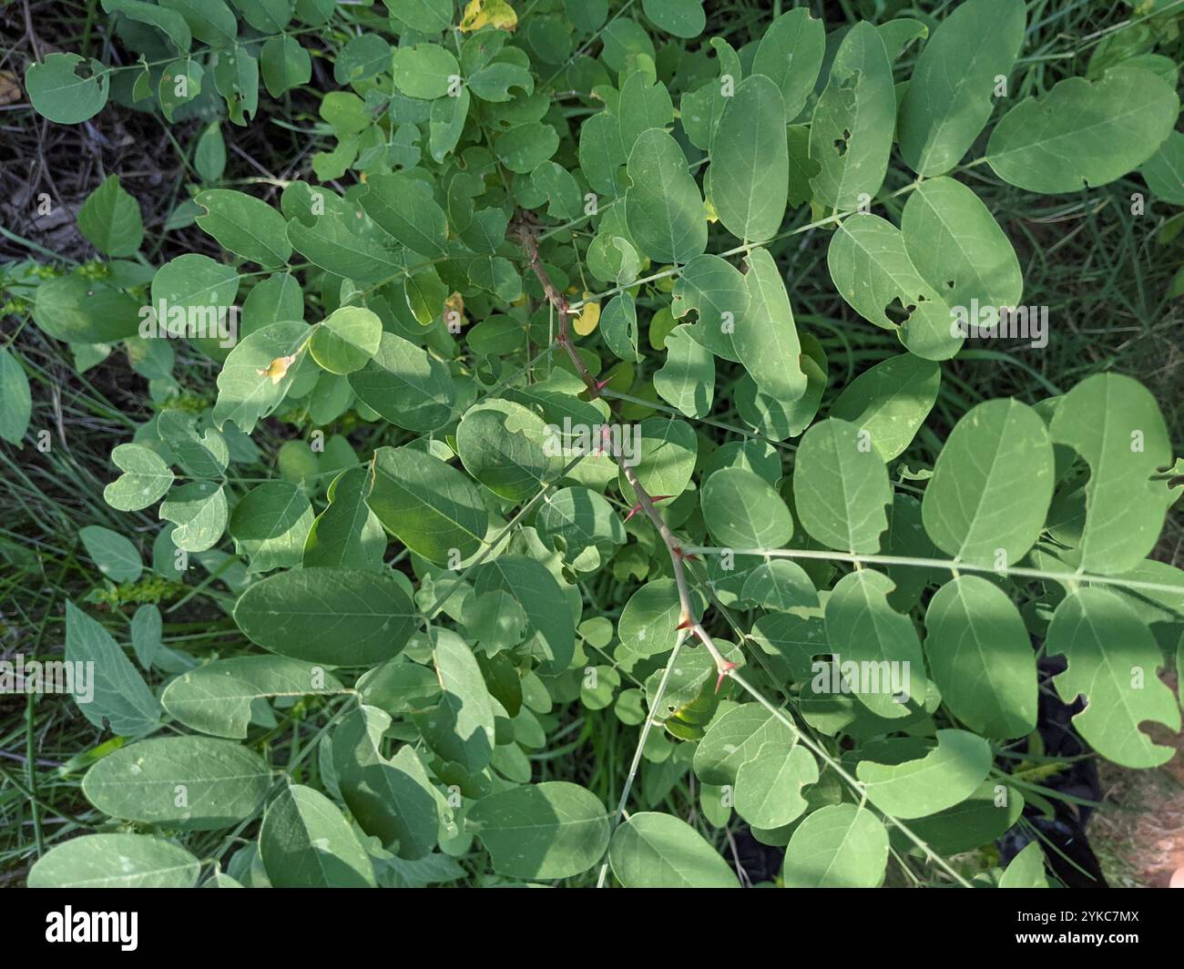 New Mexico locust (Robinia neomexicana Stock Photo - Alamy