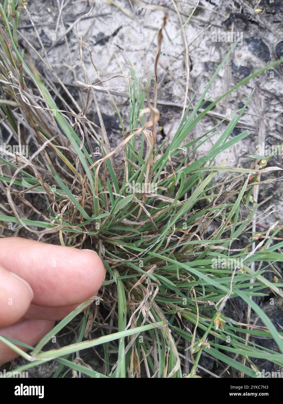 Tumblegrass (Muhlenbergia paniculata Stock Photo - Alamy