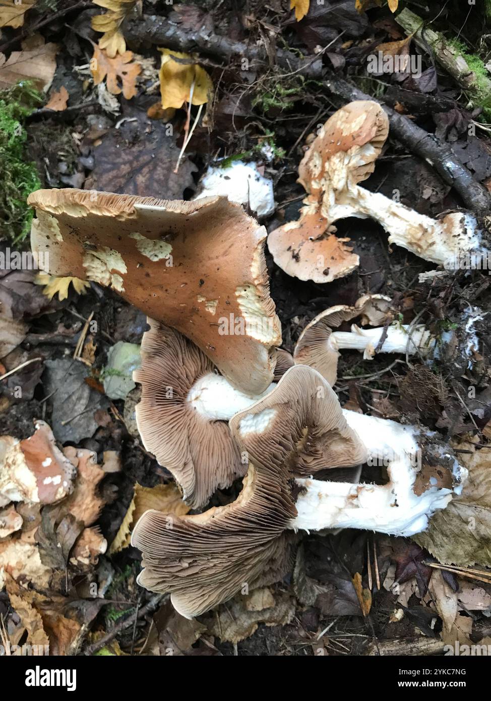 Bitter poisonpie hi-res stock photography and images - Alamy