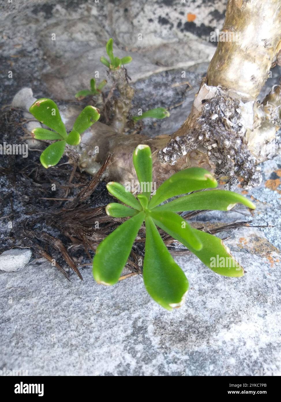 Grand Butterbush (Tylecodon grandiflorus Stock Photo - Alamy