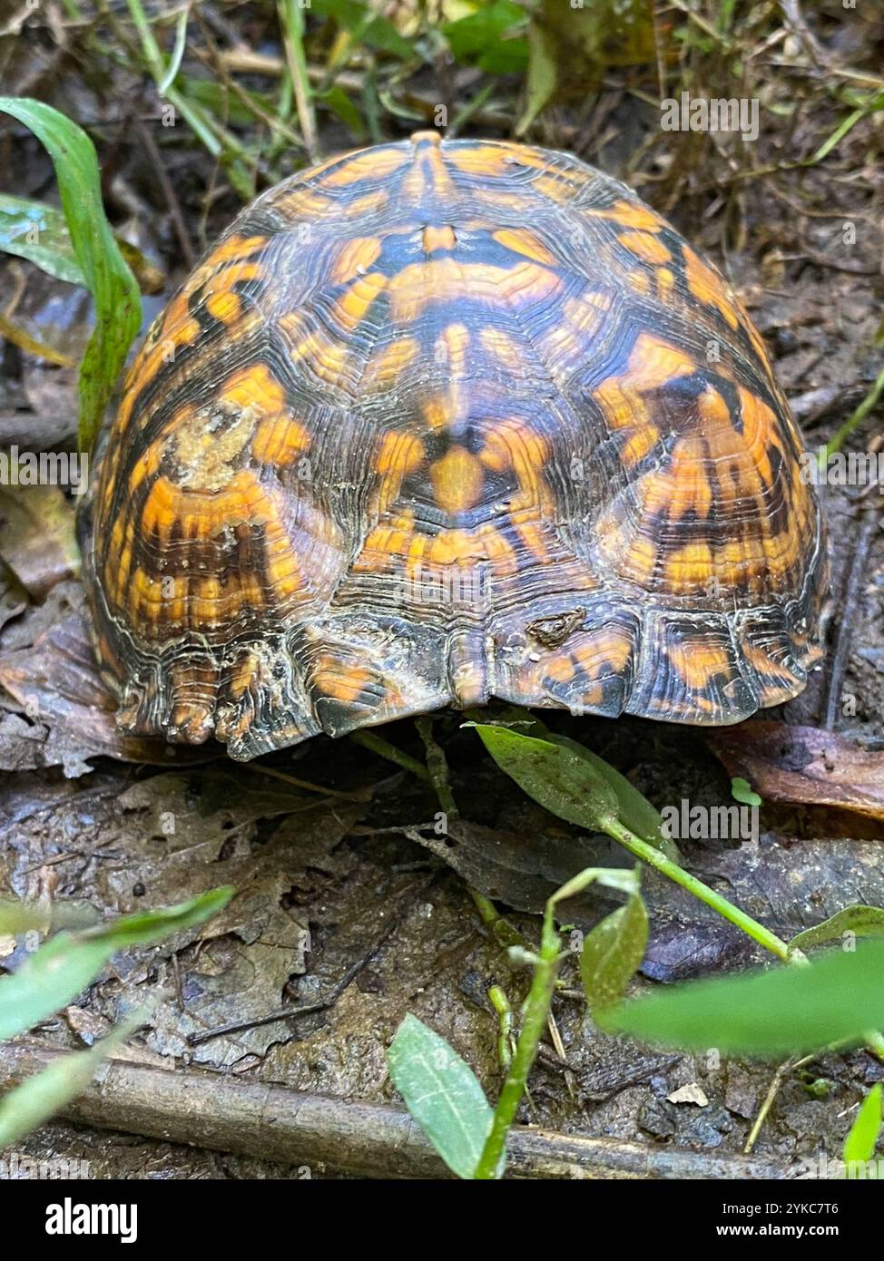 Eastern Box Turtle (Terrapene carolina carolina Stock Photo - Alamy