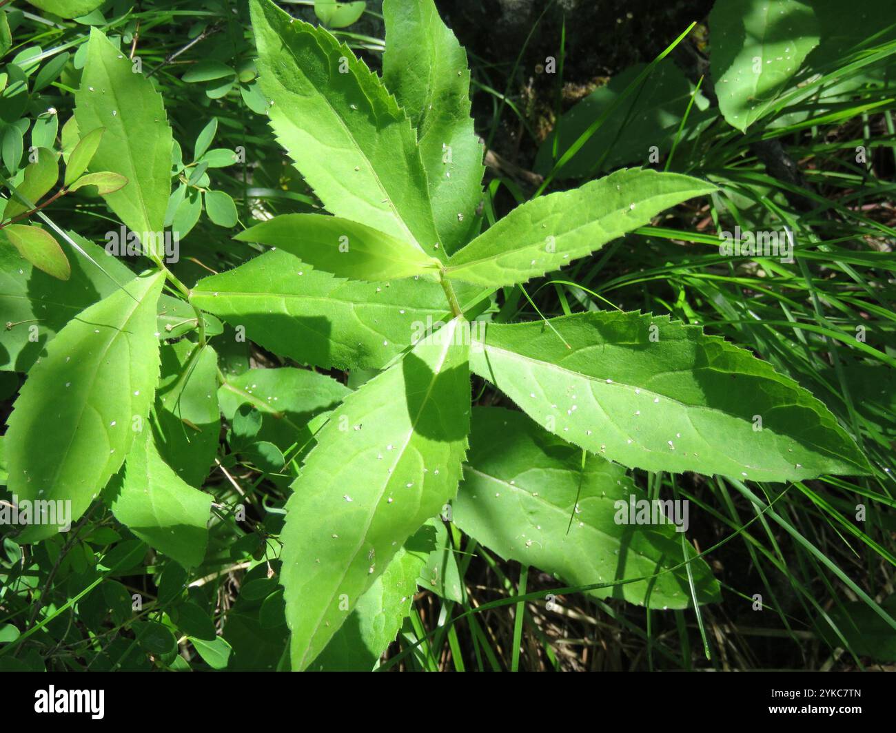 wood asters (Eurybia Stock Photo - Alamy