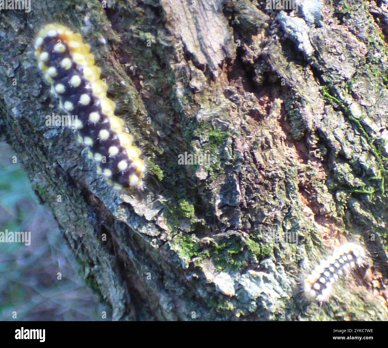 White flannel moth hi-res stock photography and images - Alamy