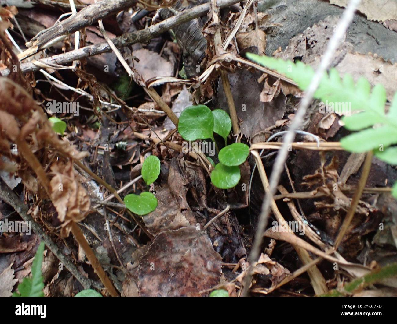 heath family (Ericaceae Stock Photo - Alamy