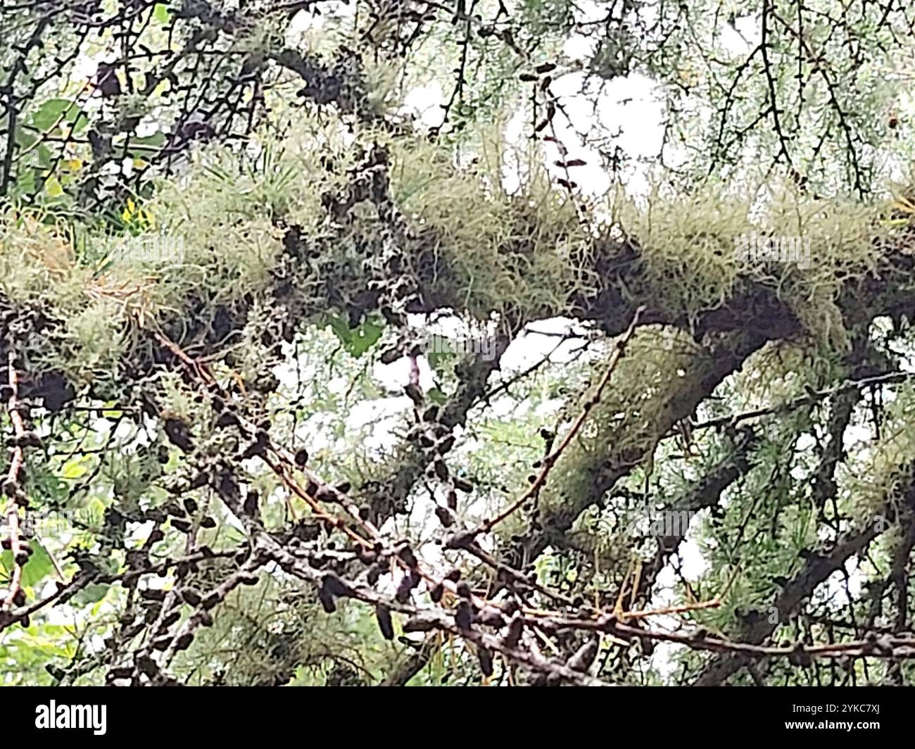 Boreal Beard Lichen (Usnea subfloridana Stock Photo - Alamy