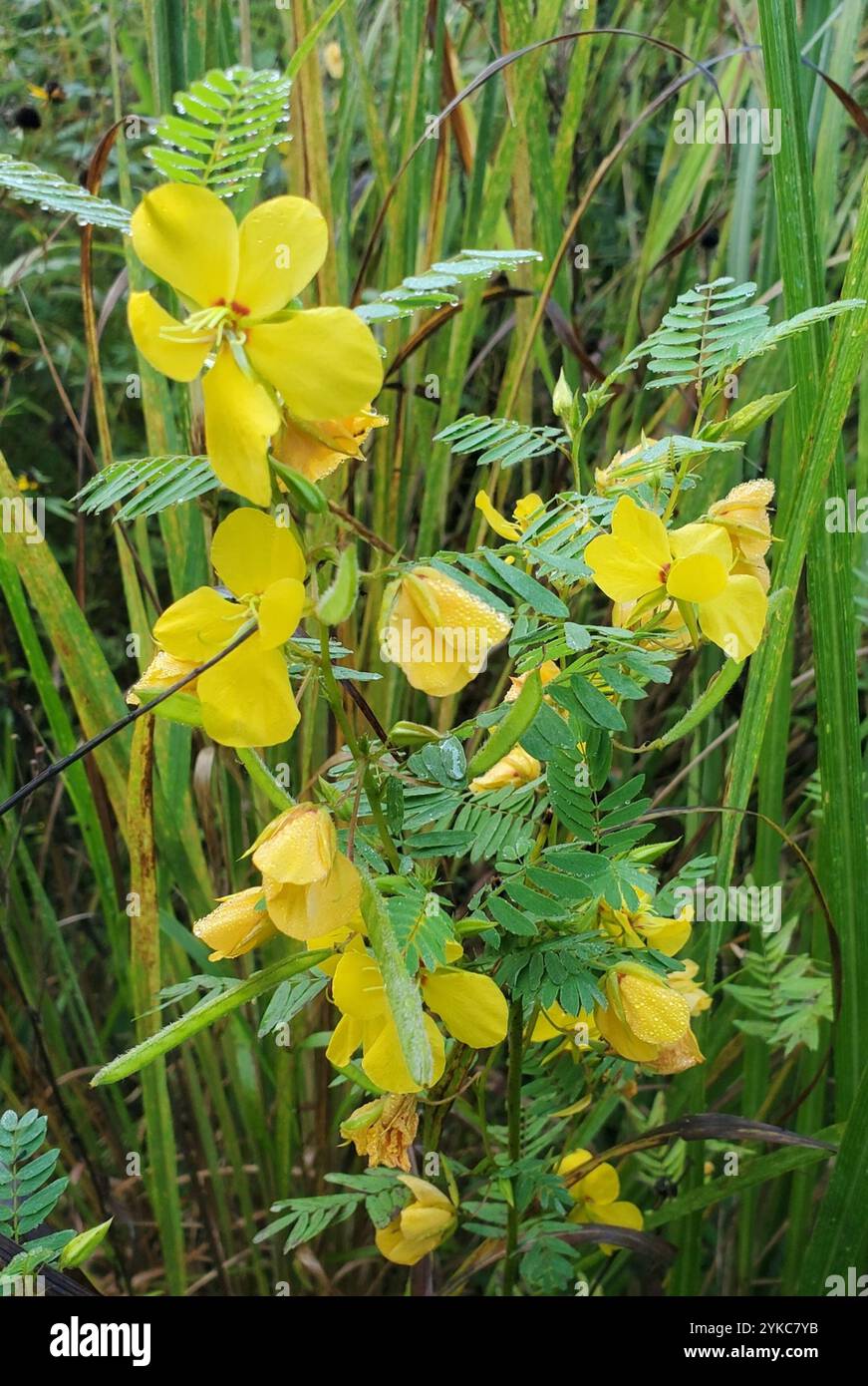 partridge pea (Chamaecrista fasciculata Stock Photo - Alamy