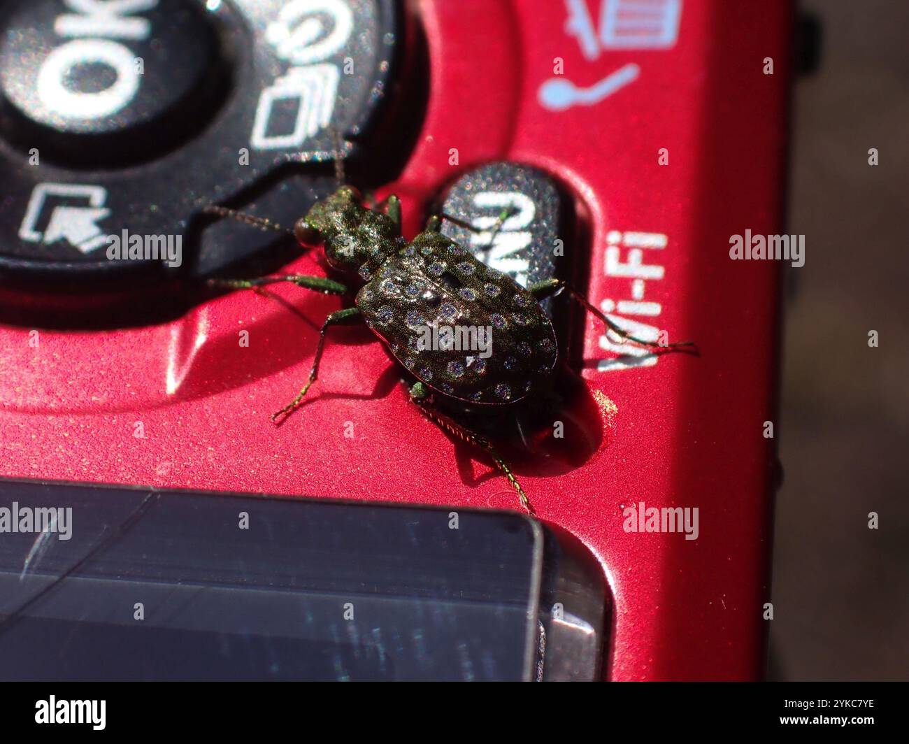 Marsh ground beetles hi-res stock photography and images - Alamy