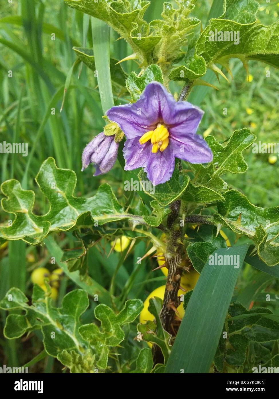 Yellow Bitter-apple (Solanum linnaeanum Stock Photo - Alamy