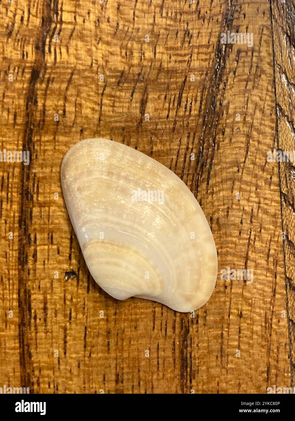 Sunray Venus Clam (Macrocallista nimbosa Stock Photo - Alamy