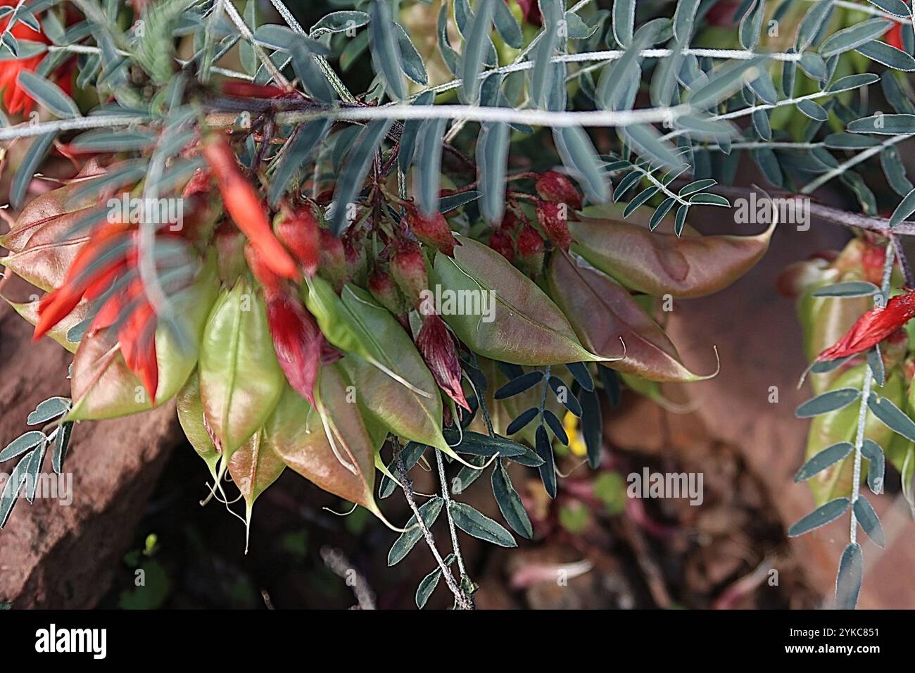 cancer bush (Lessertia frutescens Stock Photo - Alamy