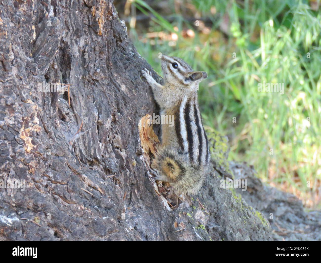 Yellow-pine Chipmunk (Neotamias amoenus Stock Photo - Alamy