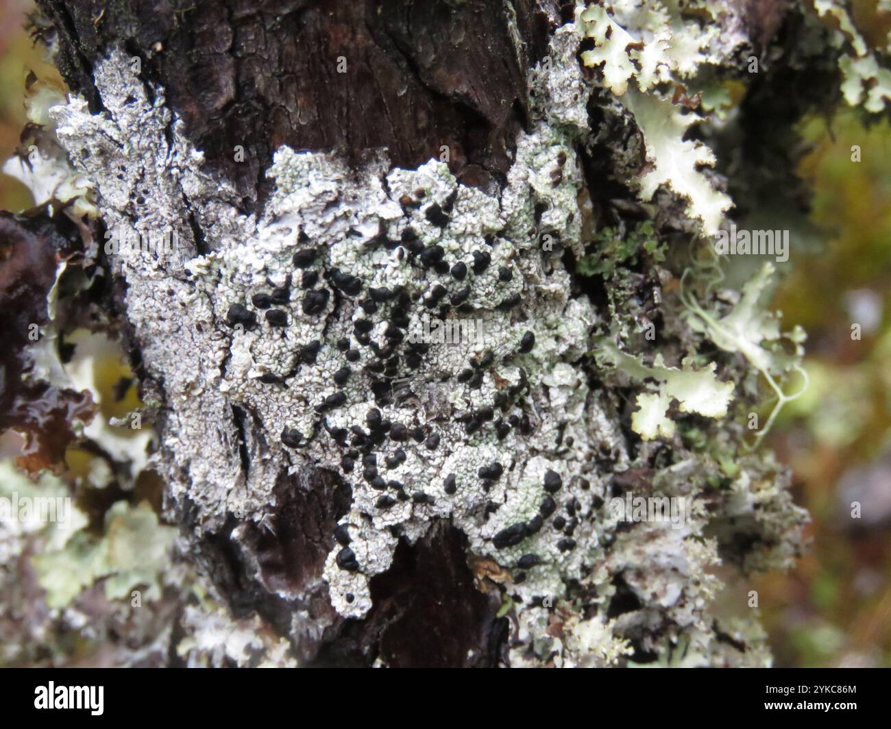 common lichens (Lecanoromycetes Stock Photo - Alamy