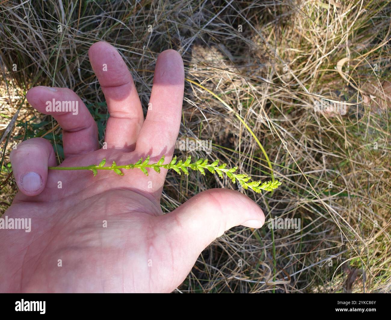 slender onion-orchid (Microtis parviflora Stock Photo - Alamy