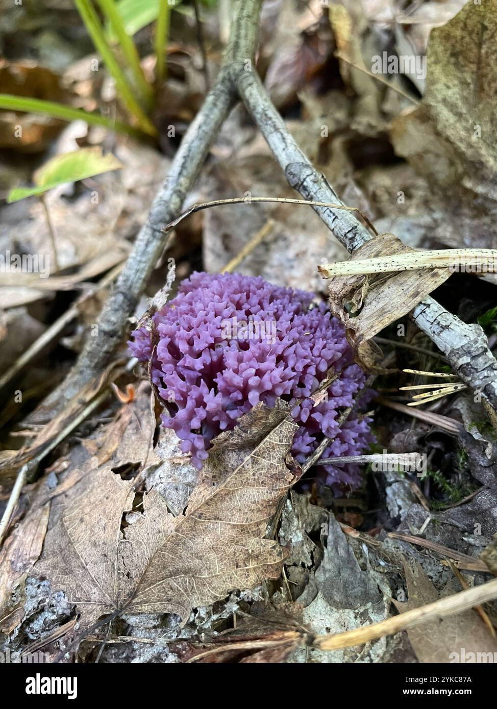 violet coral fungus (Clavaria zollingeri Stock Photo - Alamy