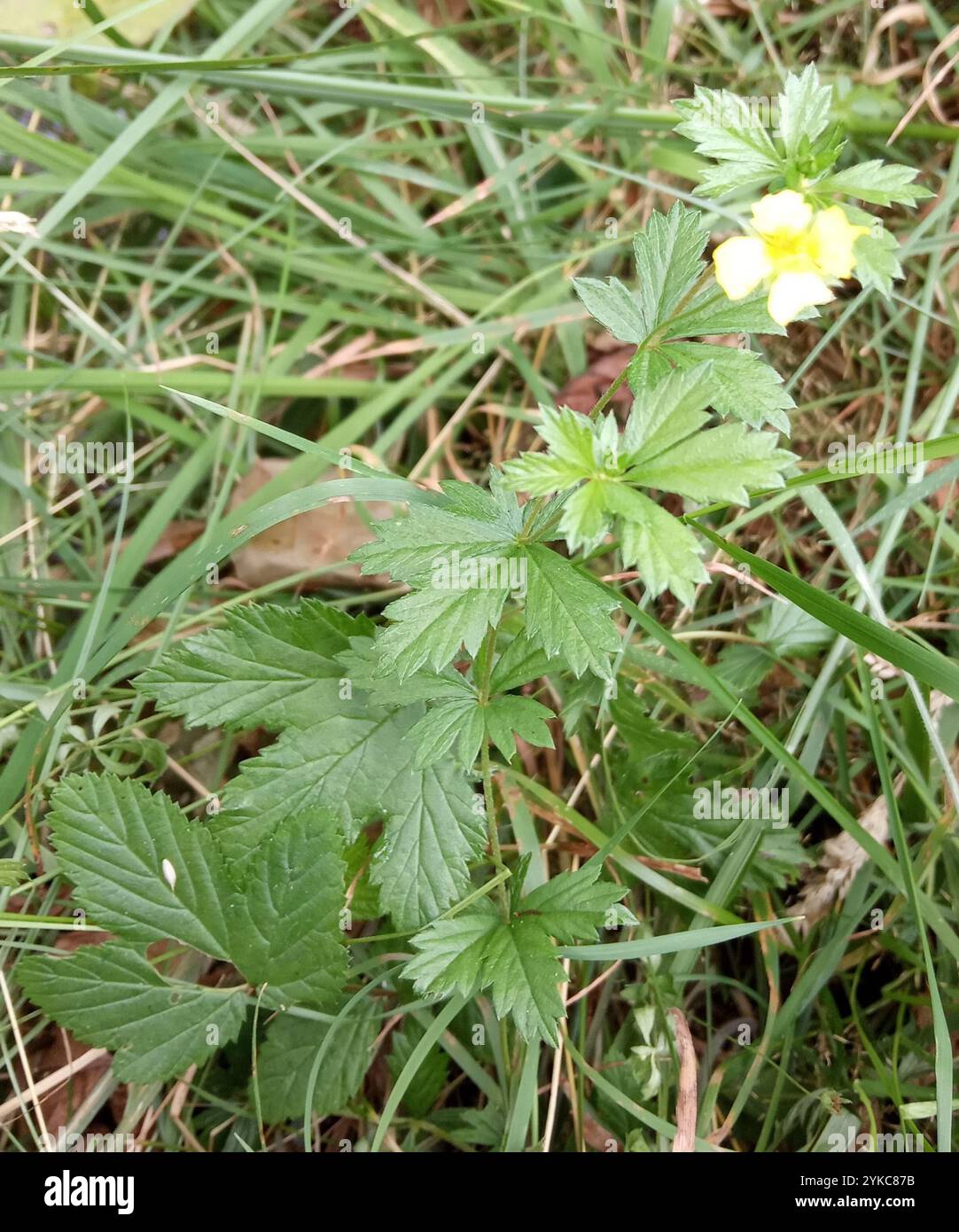 Tormentil (Potentilla erecta Stock Photo - Alamy