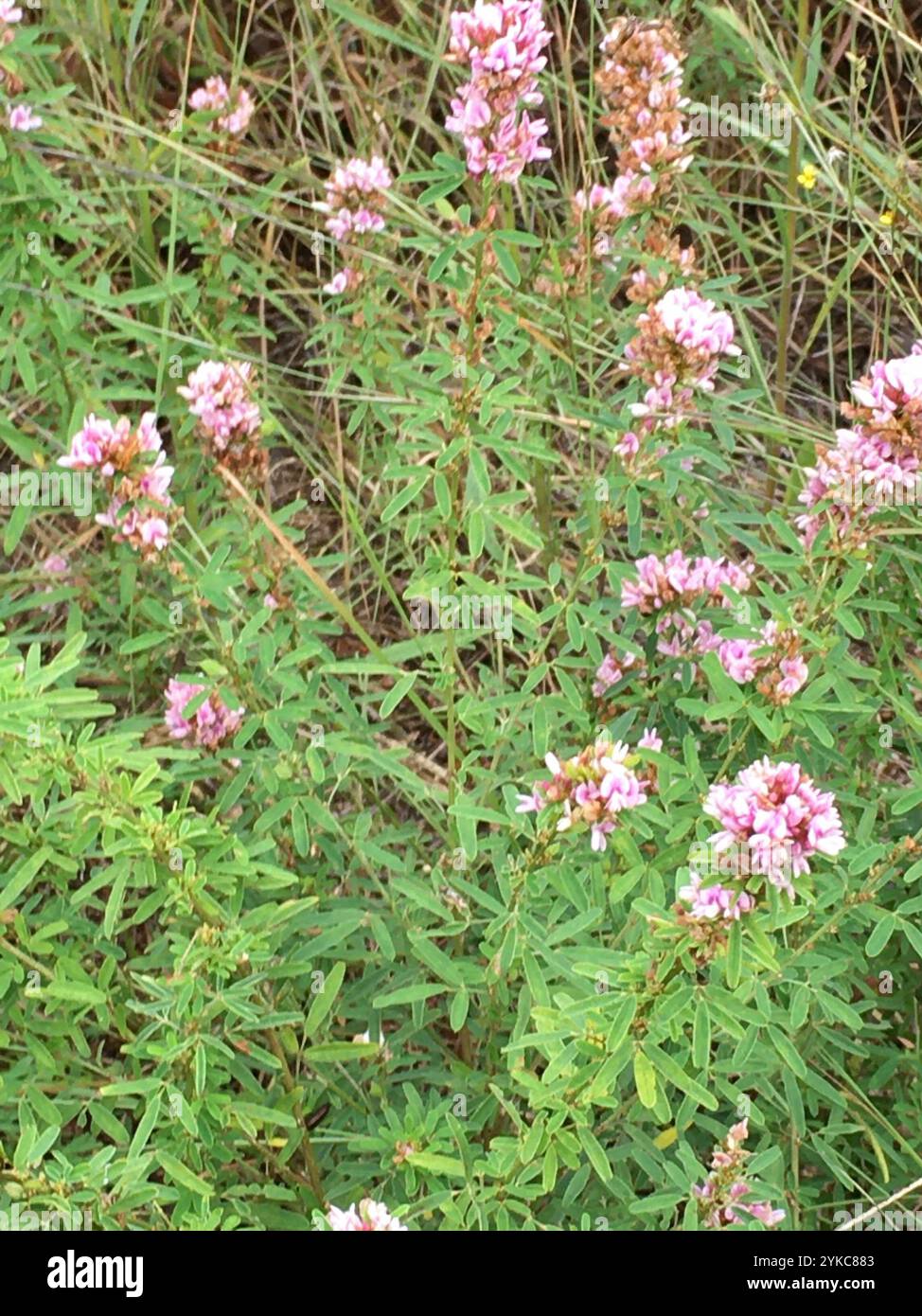 slender bush clover (Lespedeza virginica Stock Photo - Alamy
