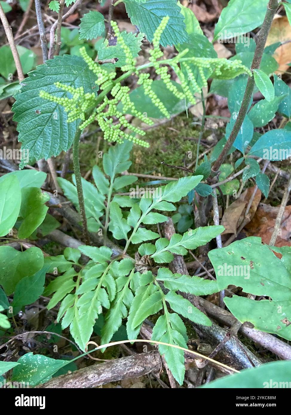 bronze fern (Sceptridium dissectum obliquum Stock Photo - Alamy